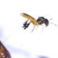 Guiomar Nates Parra - Universidad Nacional de Colombia