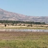 Mebrat Teklemariam Gebrekidan - Wolkite University