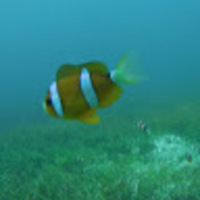 Rene Rollon - University of the Philippines Diliman