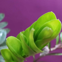 ahmad rafiqi tantawi - Universitas Medan Area