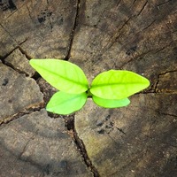 Yasmin Eid - Sinai University