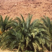 Lazoumi Ouarfli - Ouergla