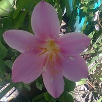 Janeth Luna Martínez - Independent Researcher