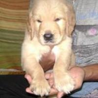 Carole Sweeney - Goldsmiths, University of London