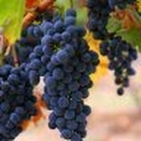 Gavin Shaddick - University of Exeter