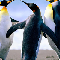 Khaled M . Ossoss - Faculty Of Engineering Port Said University