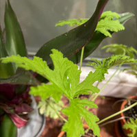 Małgorzata Timler - Academia.edu