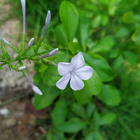 Mershia Rabuni - Academia.edu