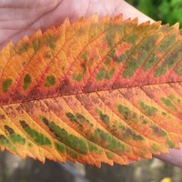 Louis Bertrand - EHESS-Ecole des hautes études en sciences sociales