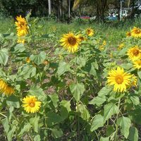 Isidro Pérez Hernández - Upgm