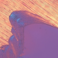 Corey Maggiano | University of West Georgia - Academia.edu