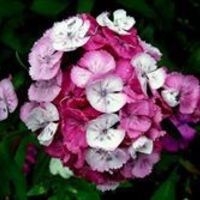 zubeyde (yasar) ozer - Istanbul University