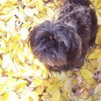 Mark Sarver - Independent Researcher