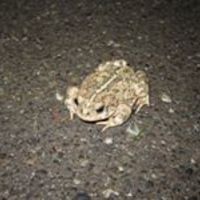 Robert Bugg - University of California, Davis