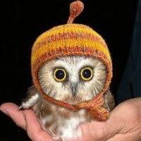 Michael Volek - Athabasca University