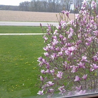 Nomsa Matabela - Independent Researcher