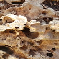 Erin Goheen Glanville - University of British Columbia