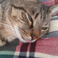 Forensic Engineering & Failure Analysis - Independent Researcher