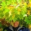 (PDF) New handbook for standardised measurement of plant functional ...