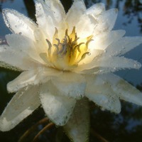 Joan Stanley-Baker - TNNUA