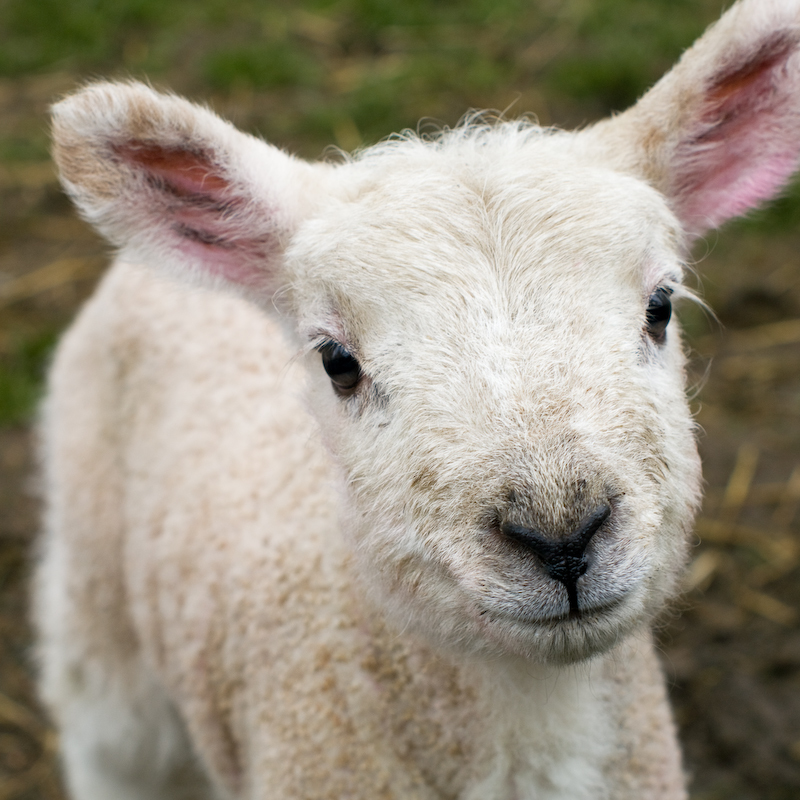 (PDF) Experiments with Detrended Correspondence Analysis | Kris ...