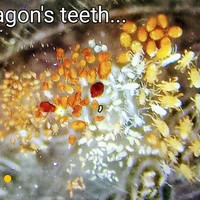 Carlo Jacomini - ISPRA - ROME ITALY