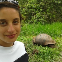 Sofía Ormazabal - New York University