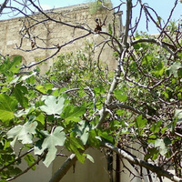 Raja Khalidi - Independent Researcher