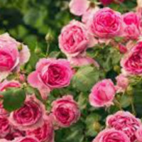 Zuleika Rodriguez - New York University