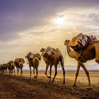 Beniam Awash - State University of New York