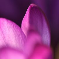 Kurt Frischknecht - Pädagogische Hochschule St.Gallen