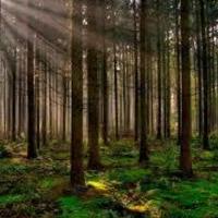 E. Toribio-Hernández | Independent Researcher - Academia.edu