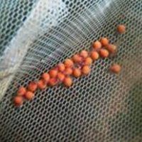 Claudio Cornejo - Universidad Andrés Bello