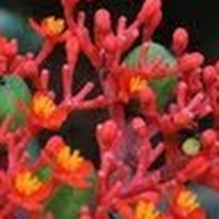 Anitha Ani - Independent Researcher