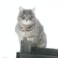 Vio Sta - Independent Researcher