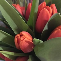 Ayu Adi Justicea - Uniat