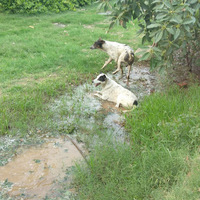 Anjali Raman - Independent Researcher