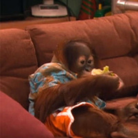 Bobos Monkey - CLEU COLEGIO LIBRE DE ESTUDIOS UNIVERSITARIOS