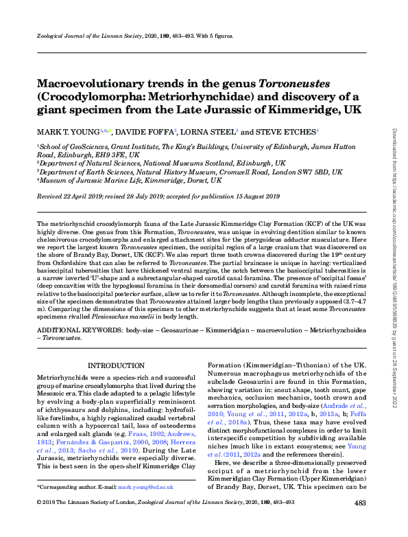 (PDF) Macroevolutionary trends in the genus Torvoneustes ...