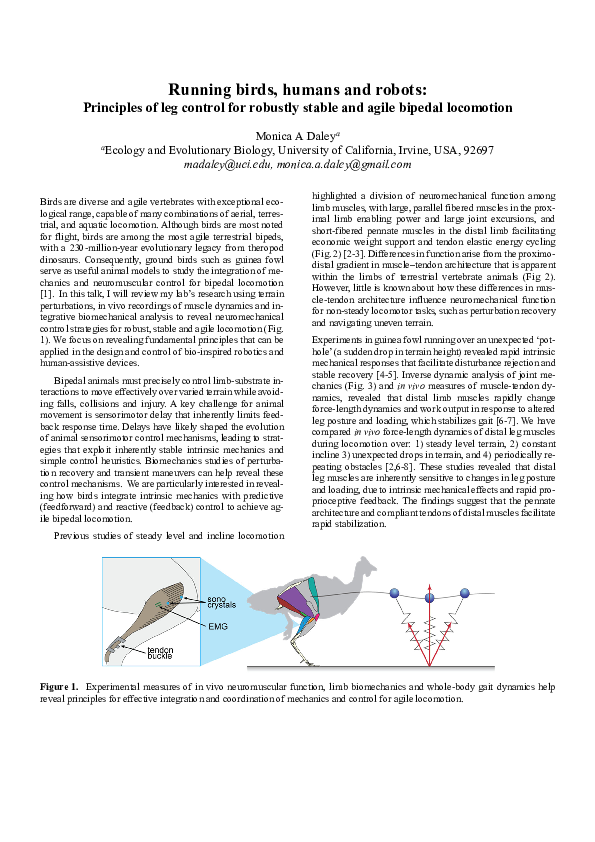 (PDF) Running birds, humans and robots: Principles of leg control for robustly stable and agile ...