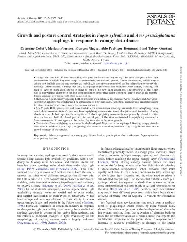 (PDF) Growth and posture control strategies in Fagus sylvatica and Acer ...