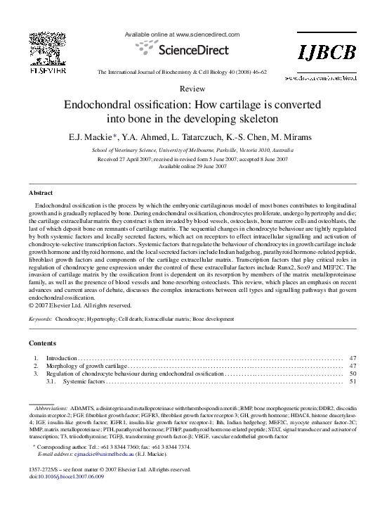 (PDF) Endochondral ossification: How cartilage is converted into bone ...