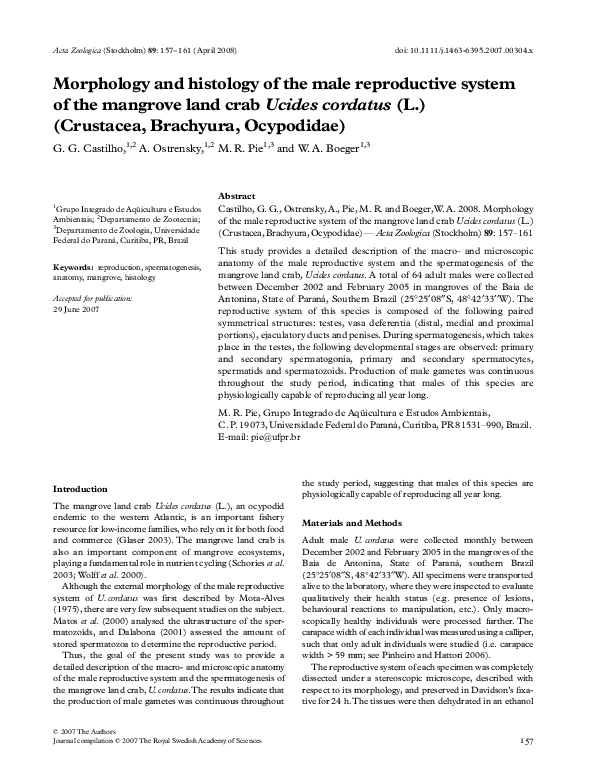 (PDF) Morphology and histology of the male reproductive system of the ...