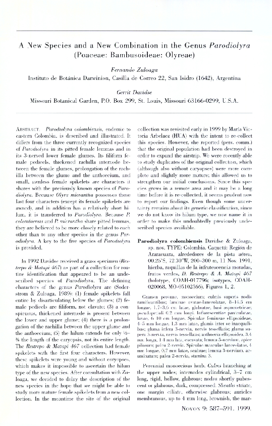 (PDF) A New Species and a New Combination in the Genus Parodiolyra ...
