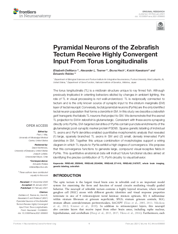 (PDF) Pyramidal Neurons of the Zebrafish Tectum Receive Highly ...
