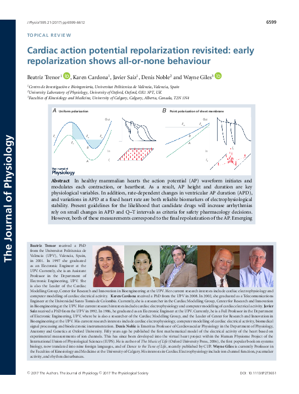 (PDF) Cardiac action potential repolarization revisited: early ...