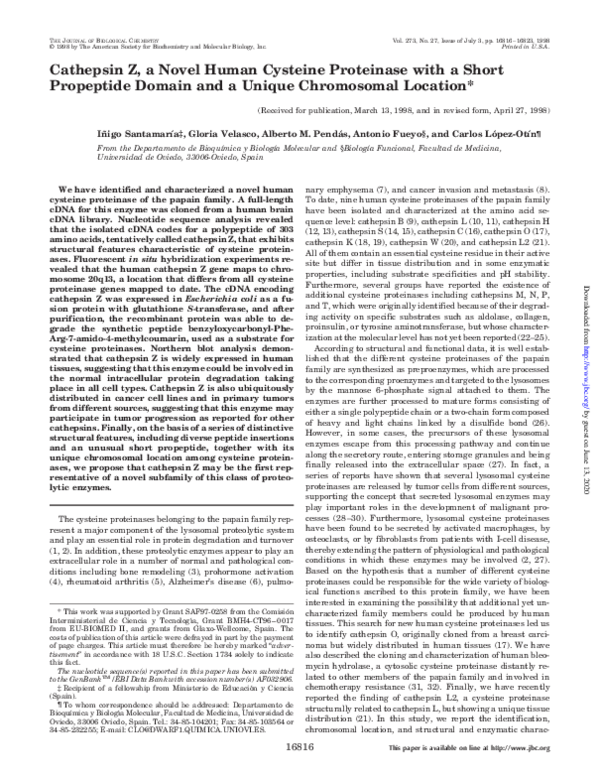 (PDF) Cathepsin Z, a Novel Human Cysteine Proteinase with a Short ...
