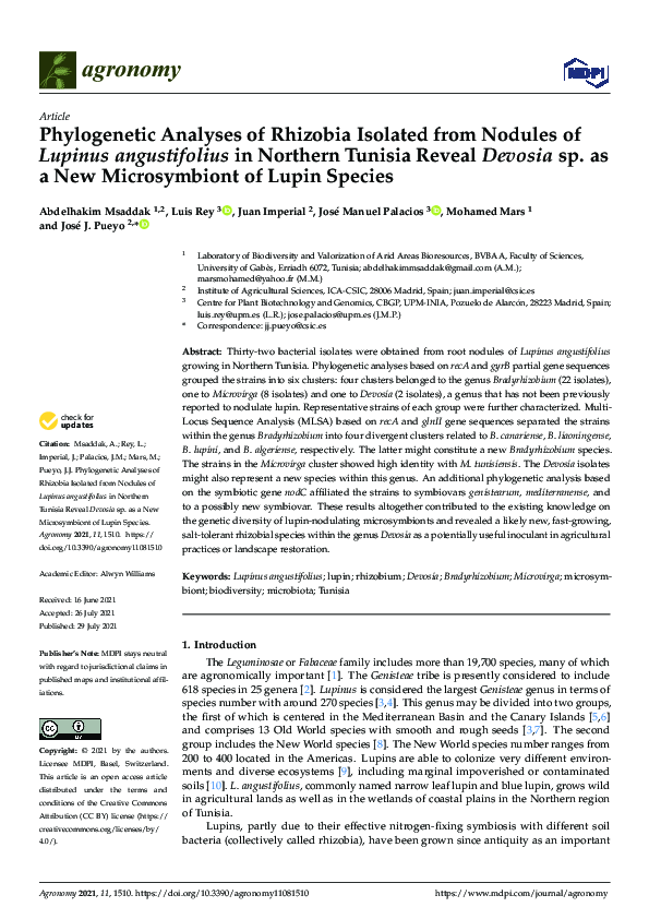 (PDF) Phylogenetic Analyses of Rhizobia Isolated from Nodules of Lupinus angustifolius in ...