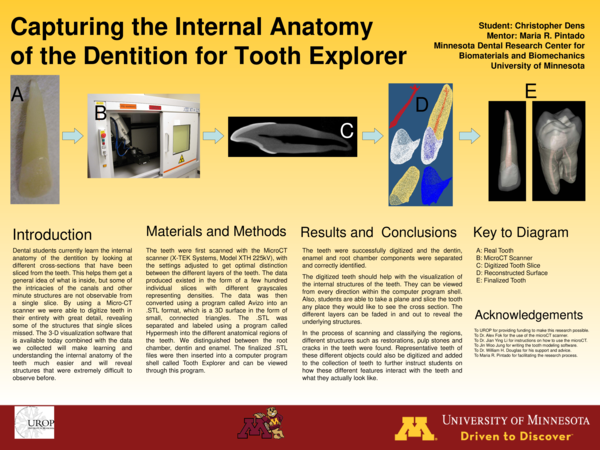 (PDF) Capturing the Internal Anatomy of the Dentition for Tooth Explorer