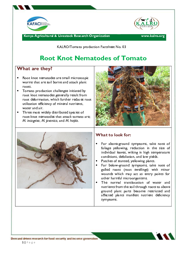 (PDF) Root Knot Nematodes of Tomato